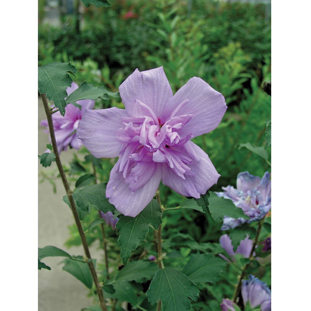 Double Purple Althea, #2 | Rural King