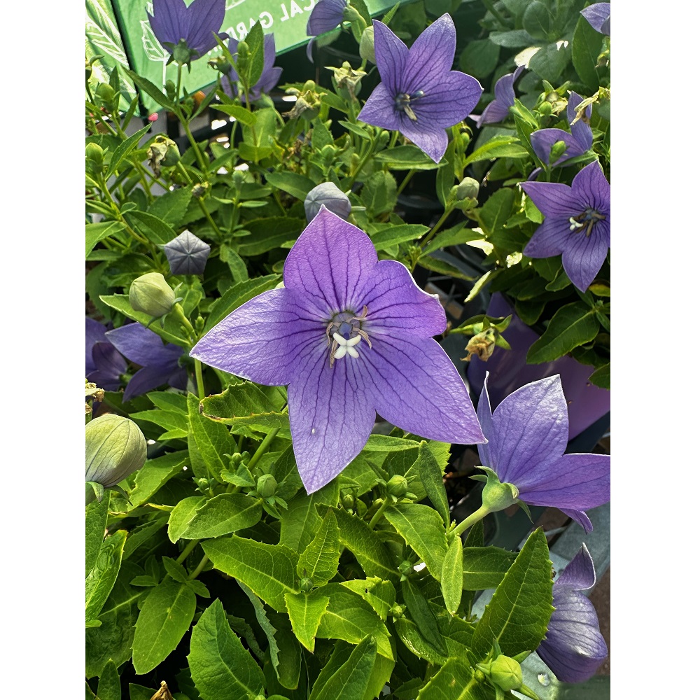 Assorted Balloon Flower, Square Quart | Rural King