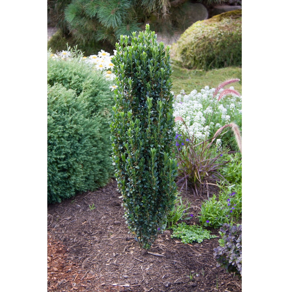 Sky Pencil Japanese Holly, 3 Gallon | Rural King