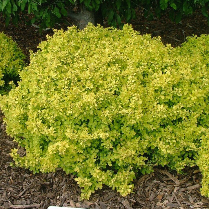 Bonanza Gold® Barberry, 1 lb. | Rural King