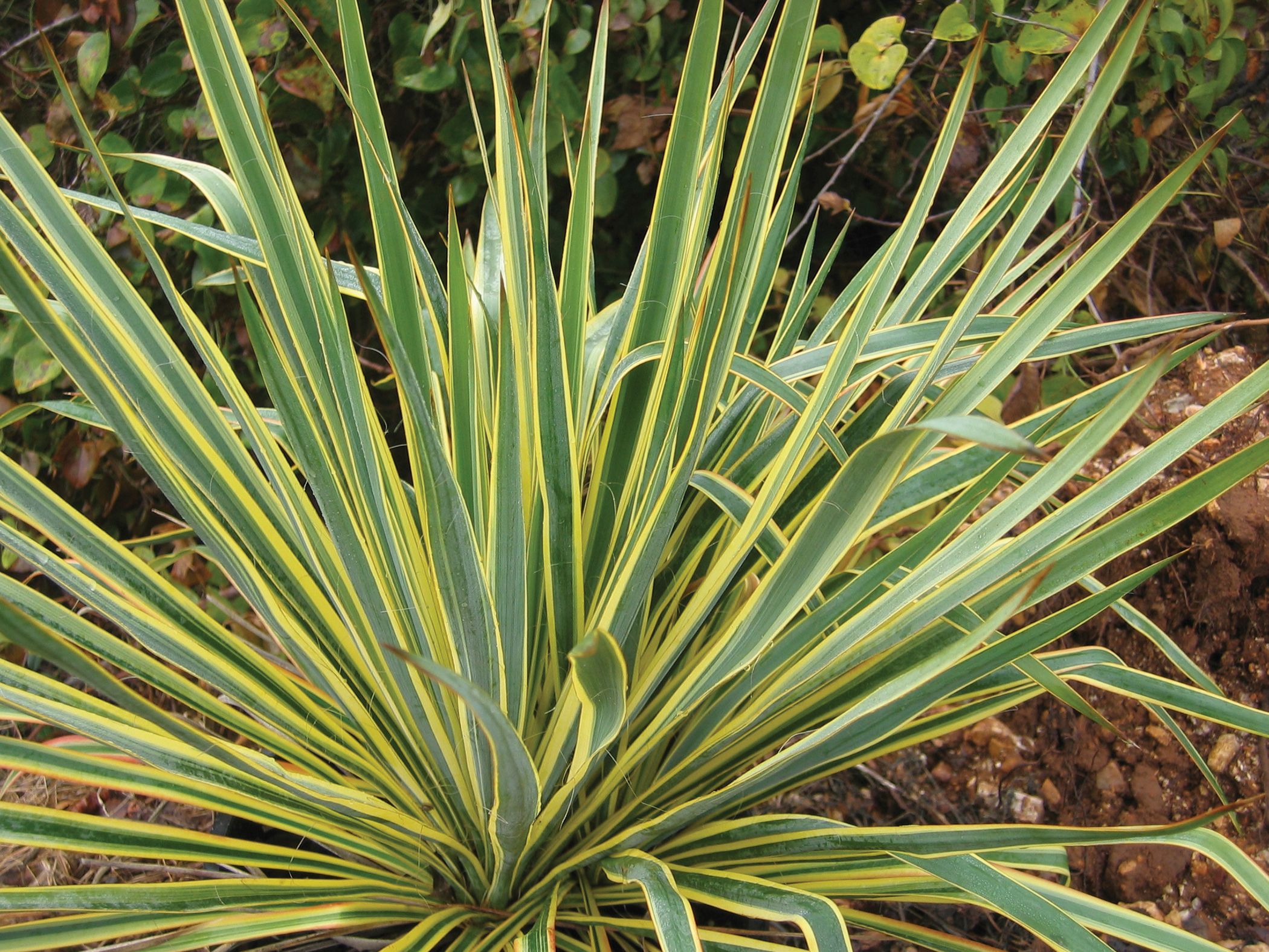Bright Edge Yucca, 1 lb. | Rural King