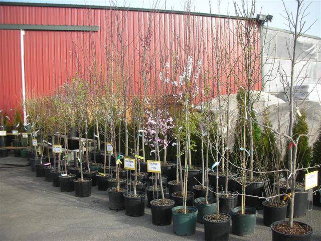 Assorted Fruit Trees, 3 lb. | Rural King