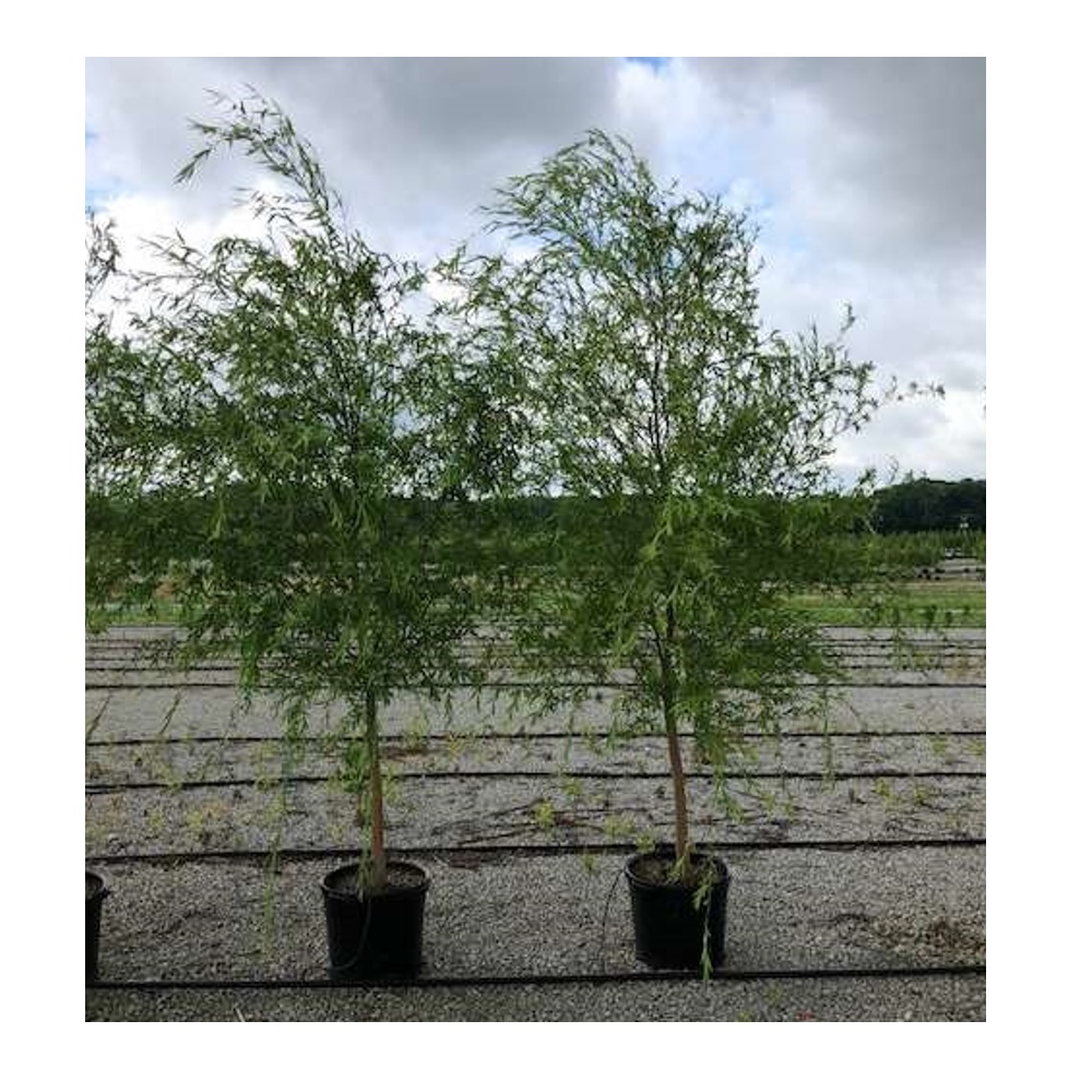 Prairie Cascade Weeping Willow, #25 | Rural King