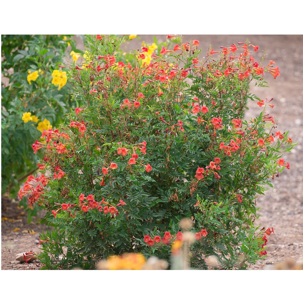 Red Hot Tecoma Trumpet Bush, 2 Gallon | Rural King