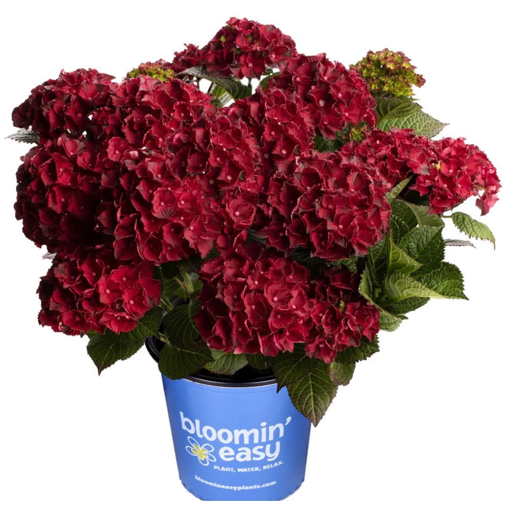 Cherry-Go-Round™ Hydrangea, 2 Gallon Deco Pot | Rural King