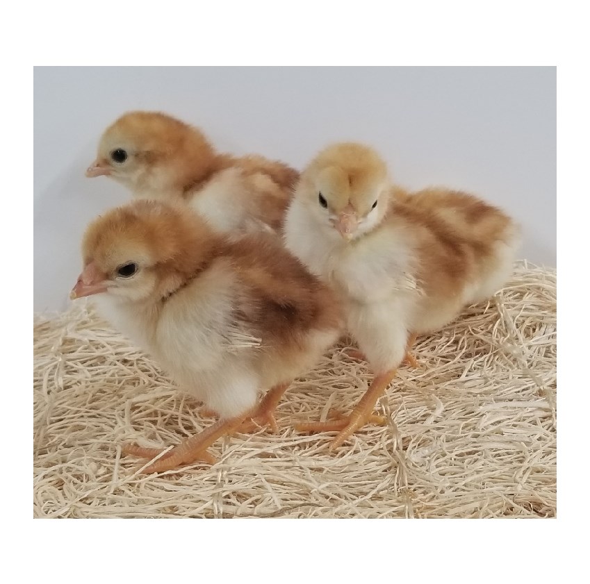 Buckeye - Female Chicks (Lot of 10 Chicks) | Rural King