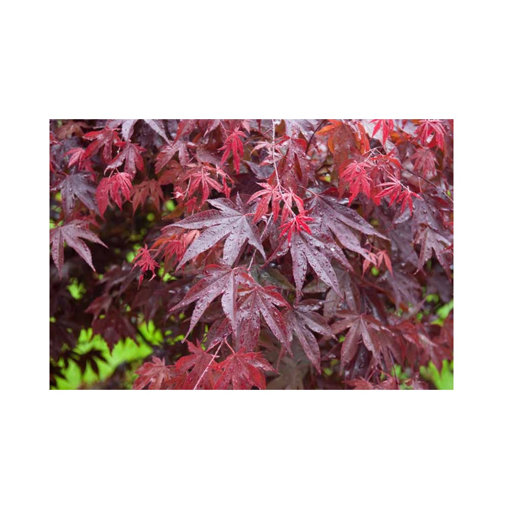 Japanese Upright Bloodgood Maple, #5 | Rural King
