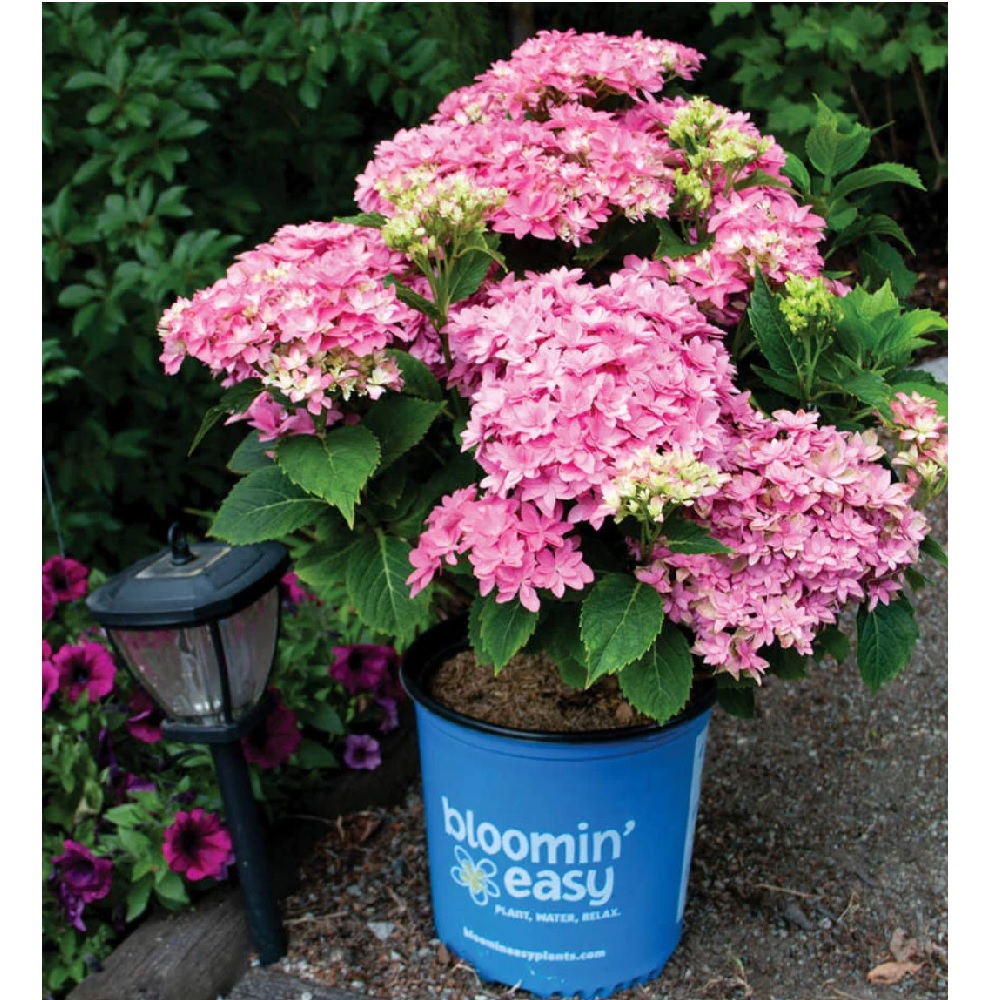 Starfield™ Hydrangea, 2 Gallon Deco Pot | Rural King