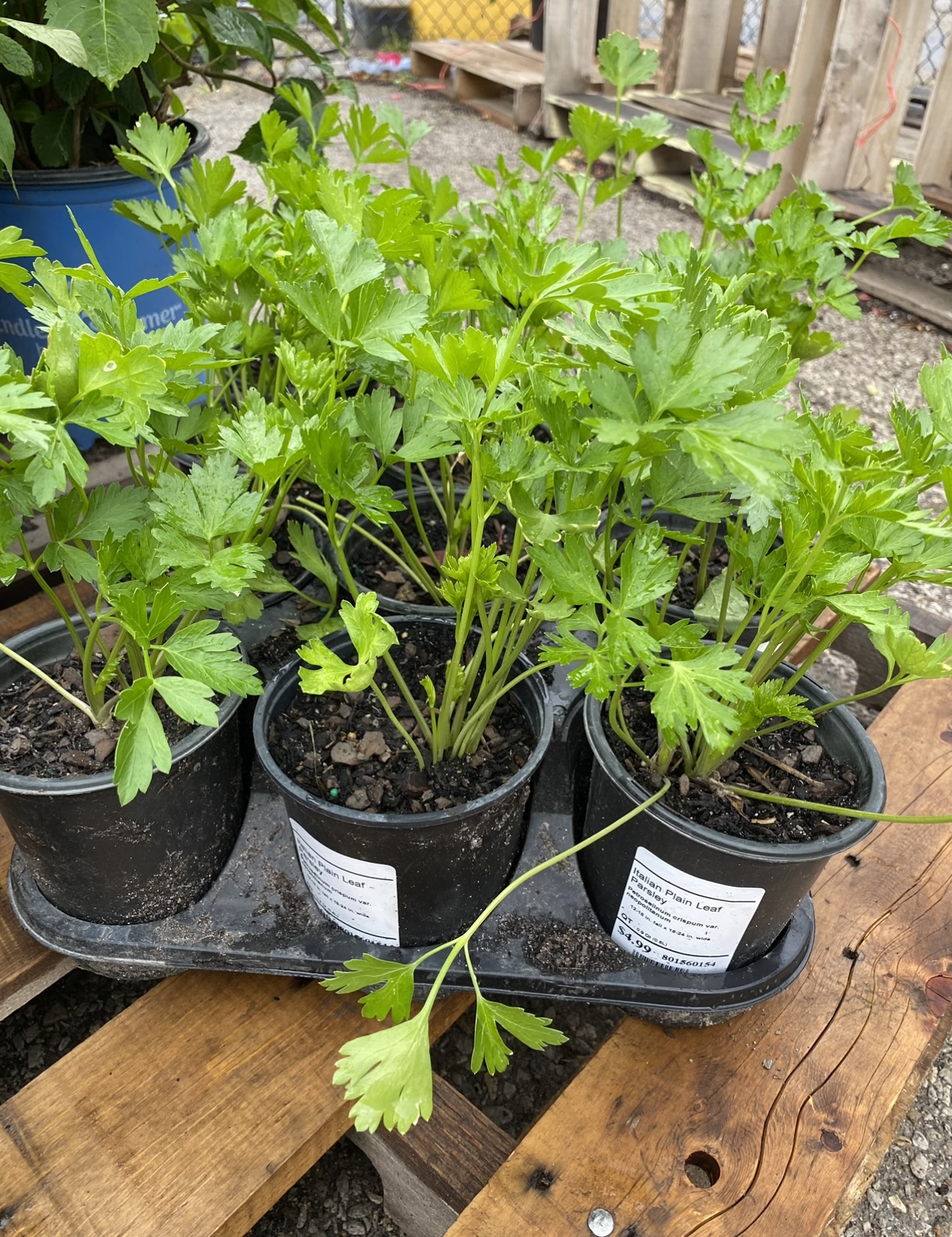 Italian Plain Leaf Parsley, Quart | Rural King