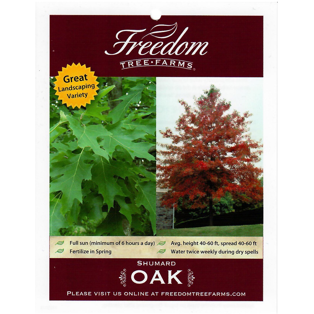 Freedom Tree Farms Shumard Oak, 7 Gallon | Rural King