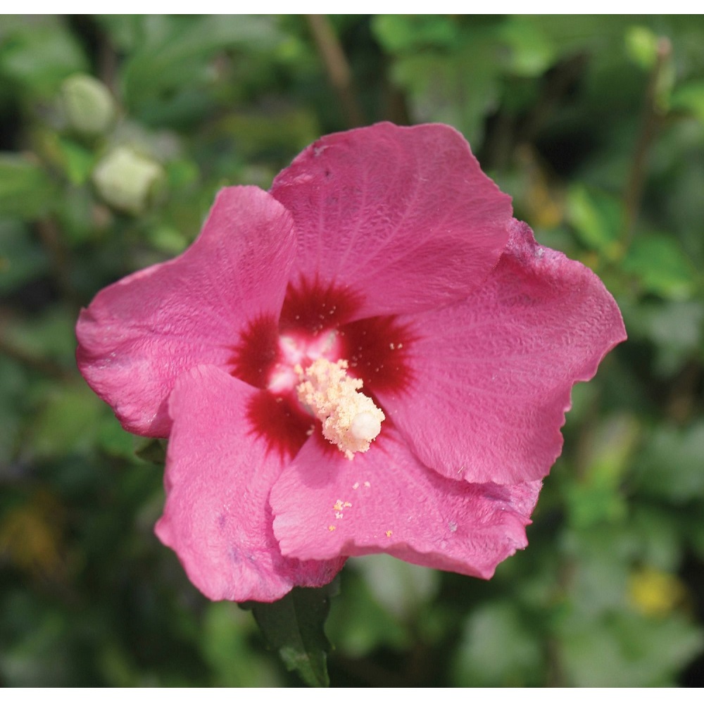 Lil' Kim™ Red Althea, 8 lb. Deco Pot | Rural King