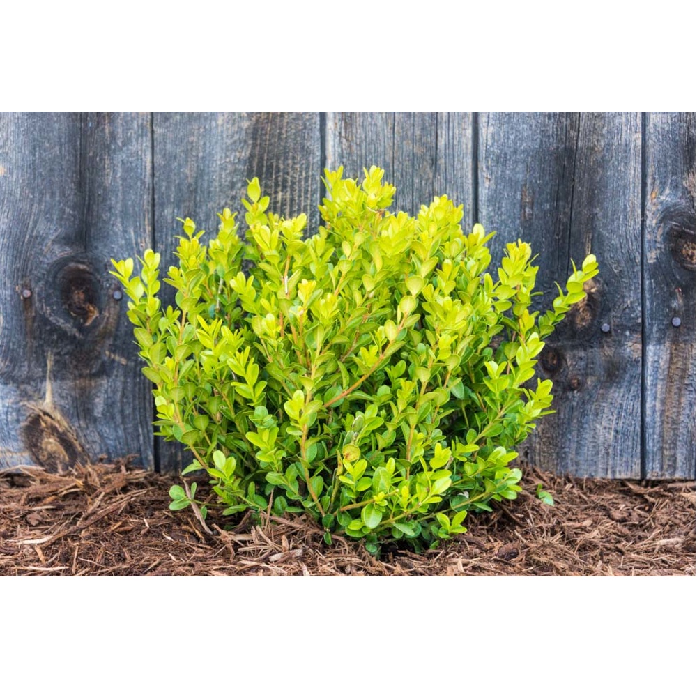 Winter Gem Boxwood, 3 Gallon | Rural King