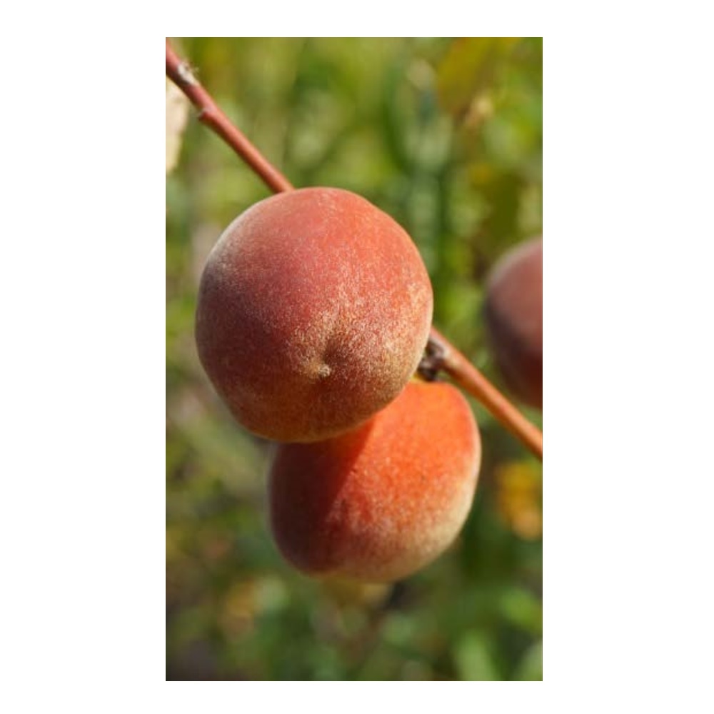 Dwarf Bonfire Patio Peach, #5 | Rural King