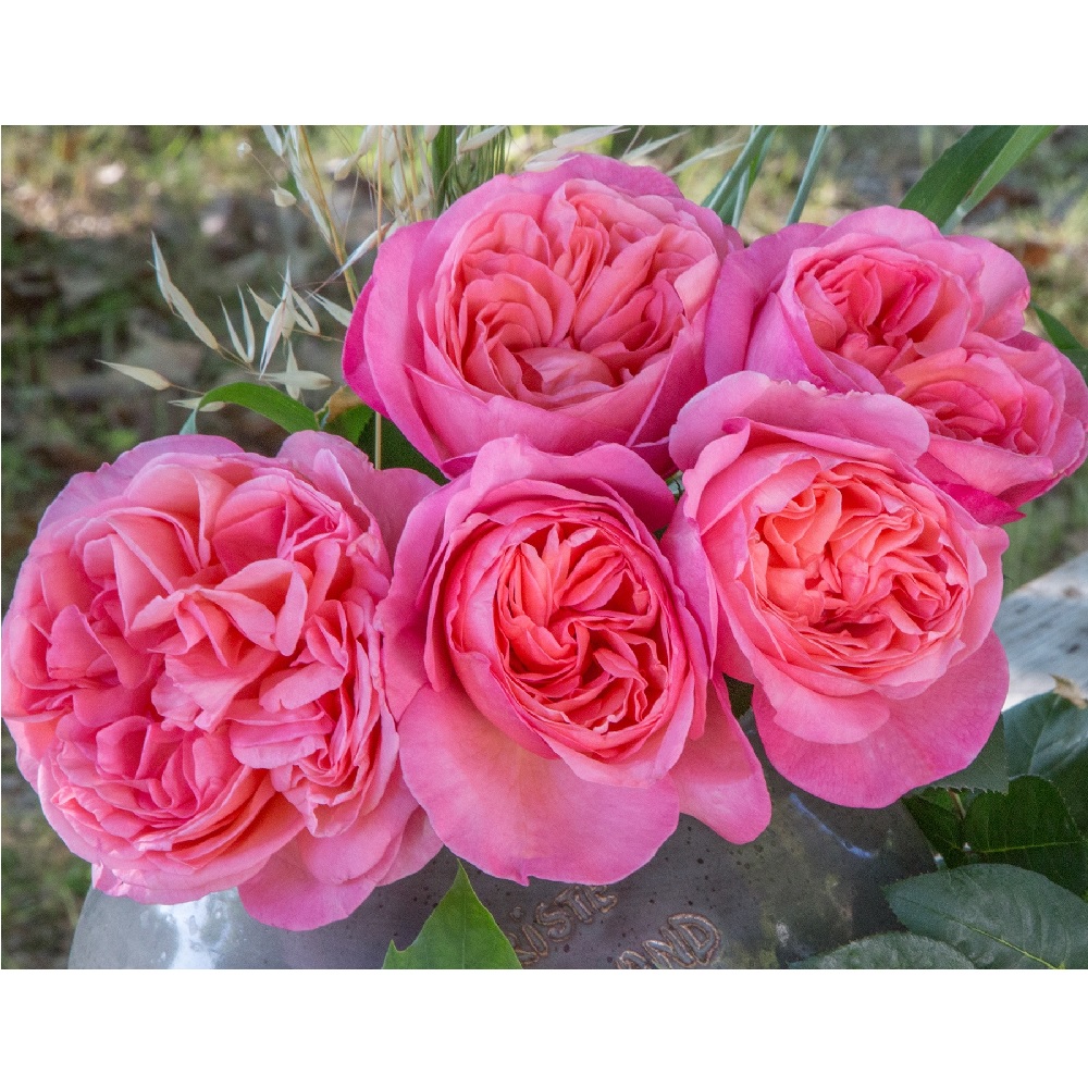 Sweet Mademoiselle™ Hybrid Tea Rose, #2 | Rural King