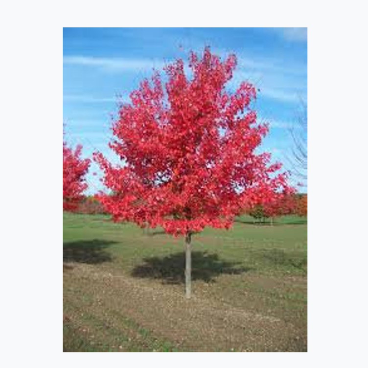 Sun Valley Maple, #25 | Rural King