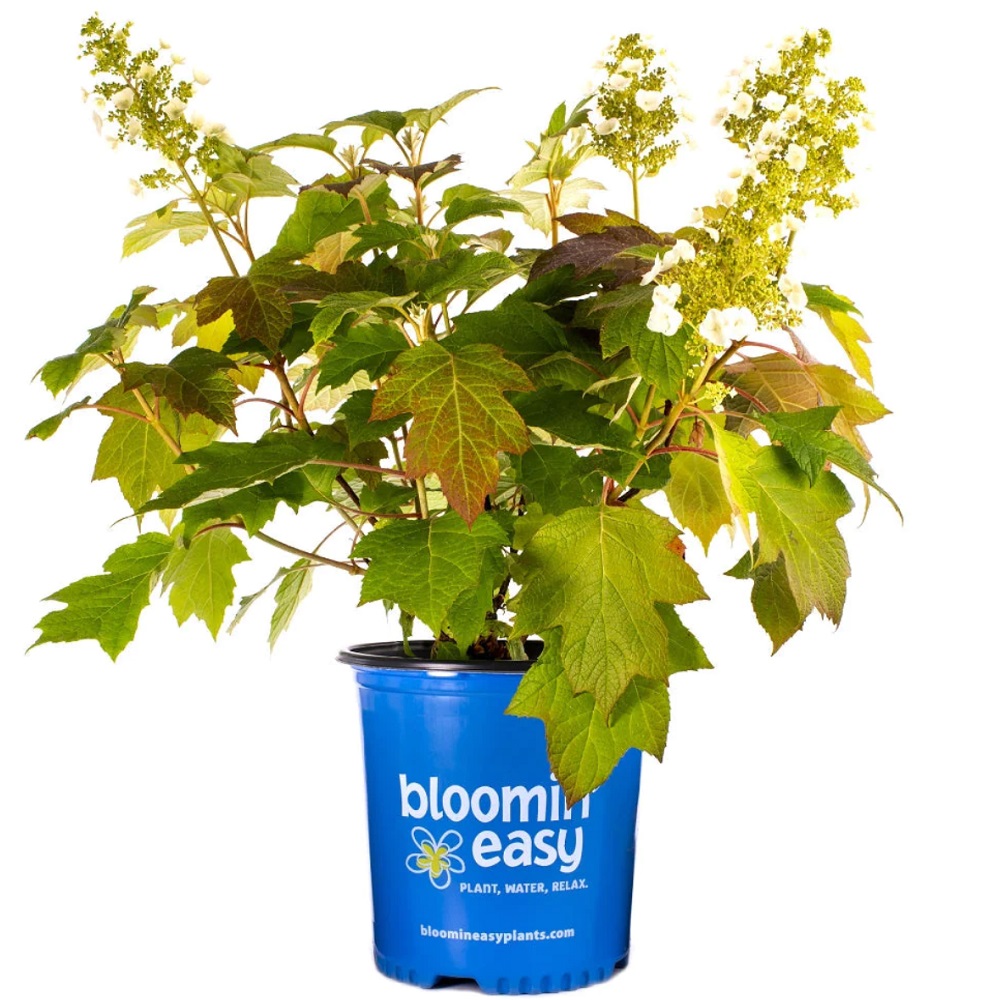 Toy Soldier™ Oakleaf Hydrangea, 2 Gallon Deco Pot | Rural King
