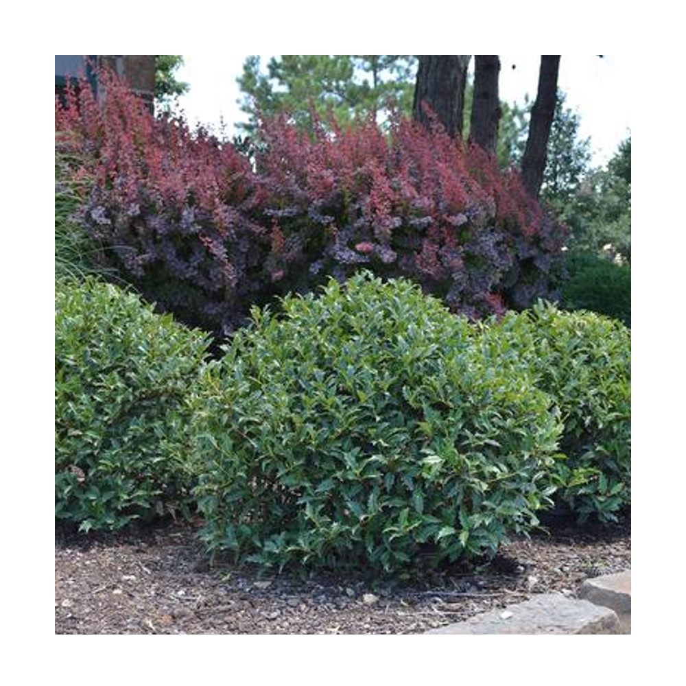 Lucky Leaf™ Pyramid Holly, 3 lb. Deco Pot | Rural King