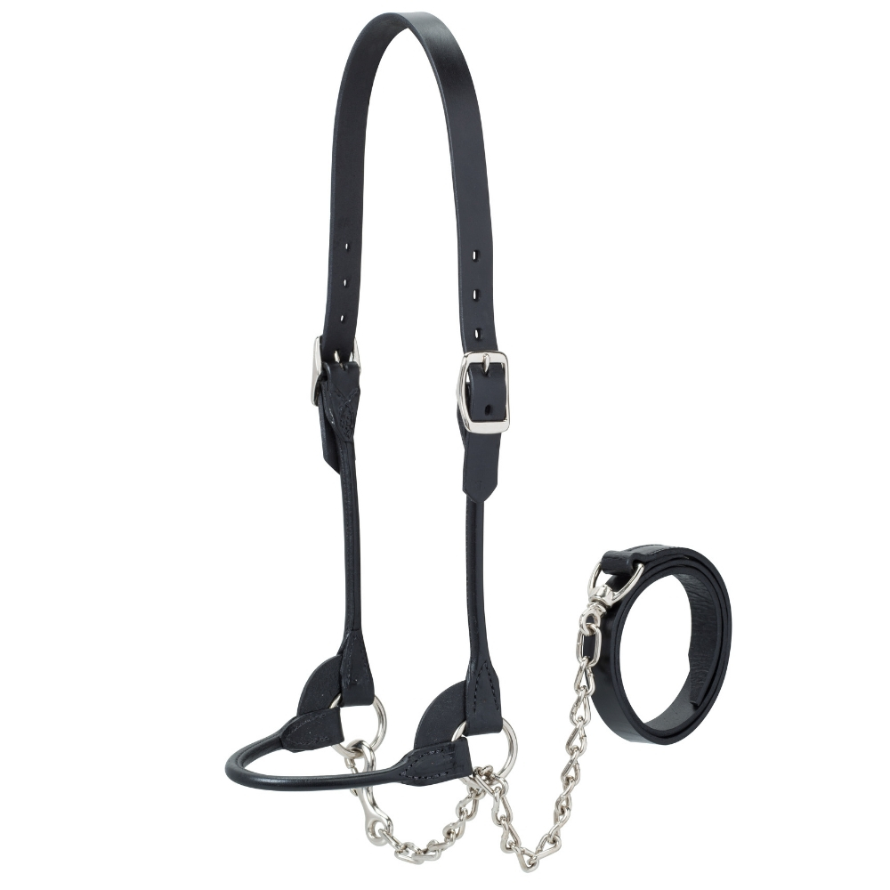 Weaver Leather Livestock Dairy/Beef Rounded Show Halter - Black ...