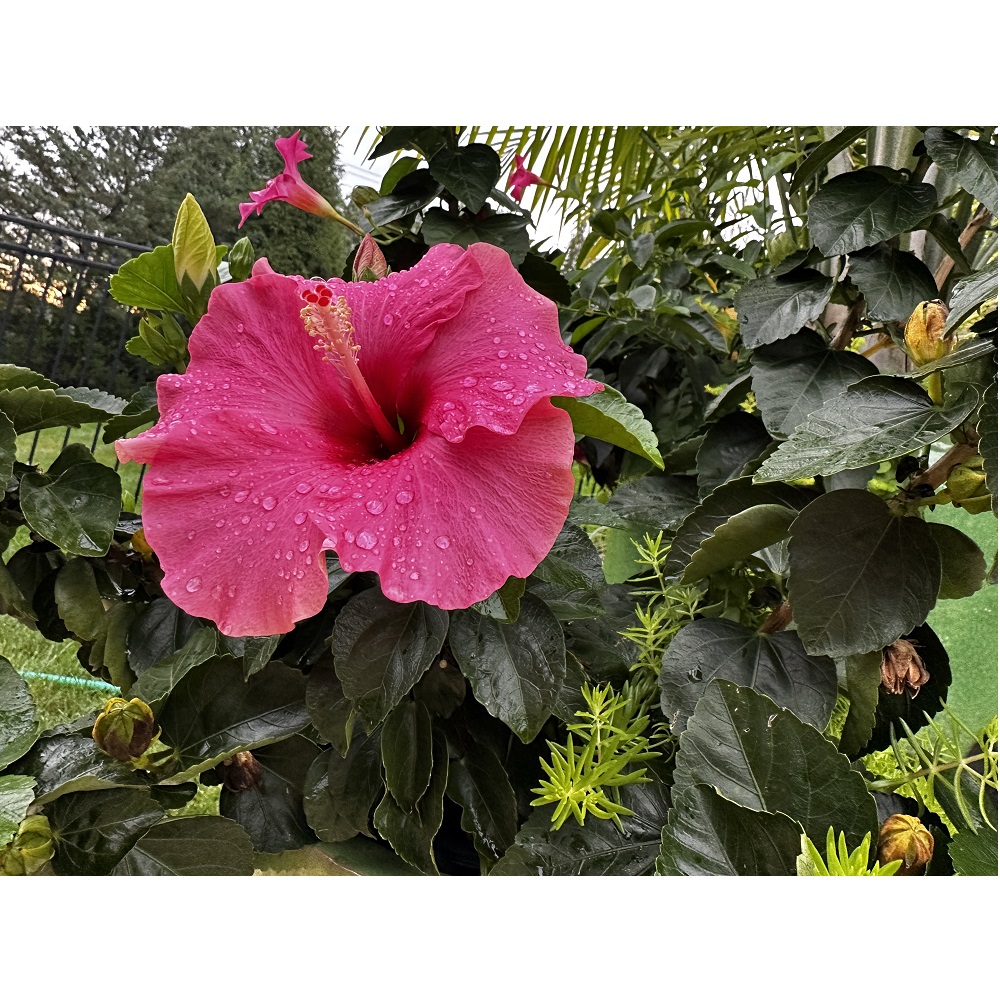 Tropical Hibiscus Braid Tree, 10\" | Rural King