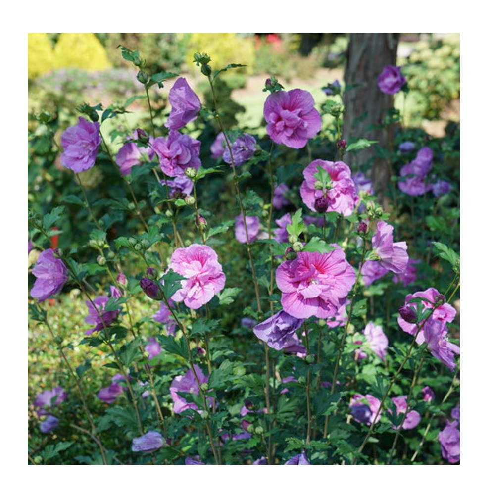 Assorted Proven Winner Althea, 1 Gallon | Rural King