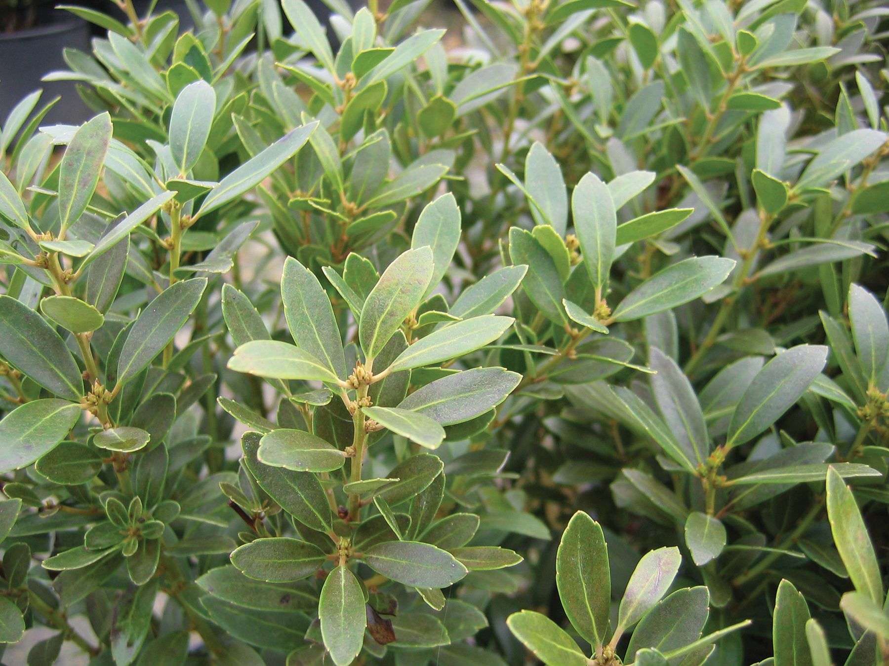 Shamrock Compact Inkberry, 3 lb. | Rural King