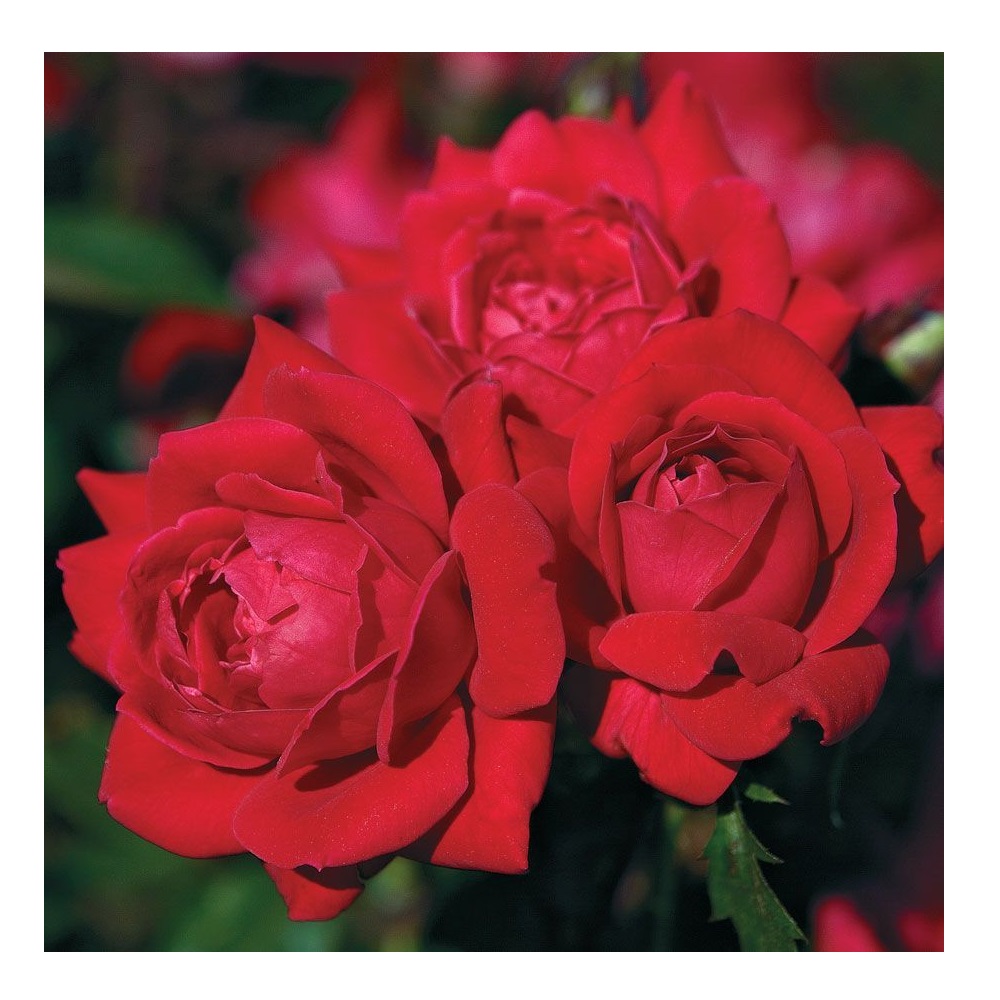 Double Red Knockout Rose, 1 Gallon | Rural King