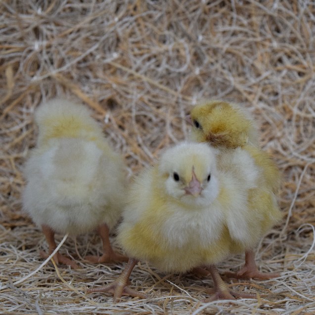 Amberlink - Straight Run Chicks (Lot of 10 Chicks) | Rural King