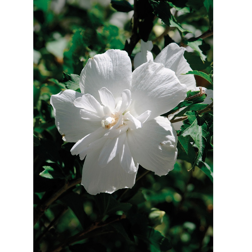 Double White Althea, 1 lb. | Rural King