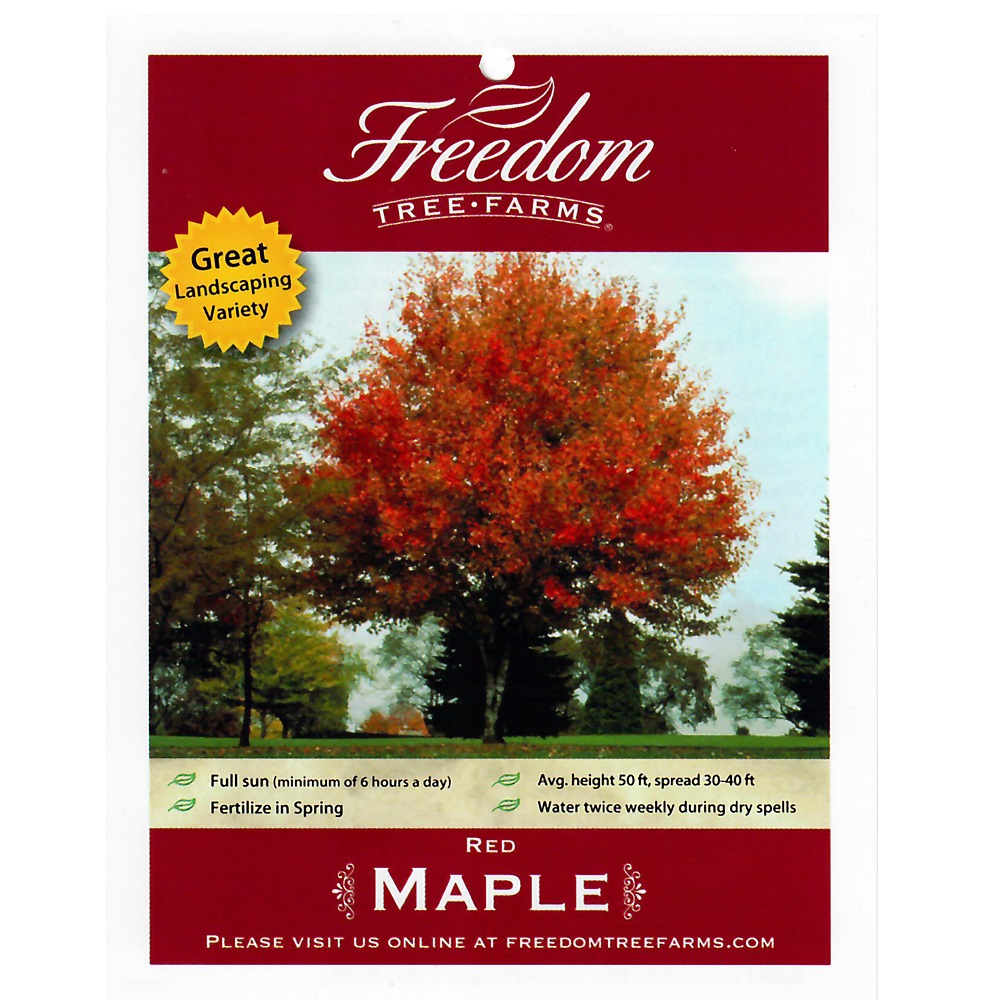 Freedom Tree Farms Summer Red Maple, 7 Gallon | Rural King
