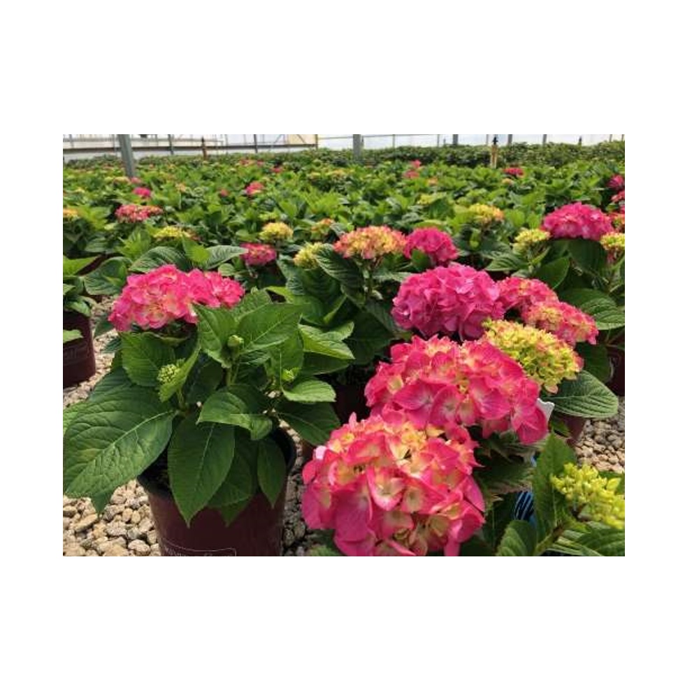 Assorted Hydrangea Macrophylla, #2 | Rural King