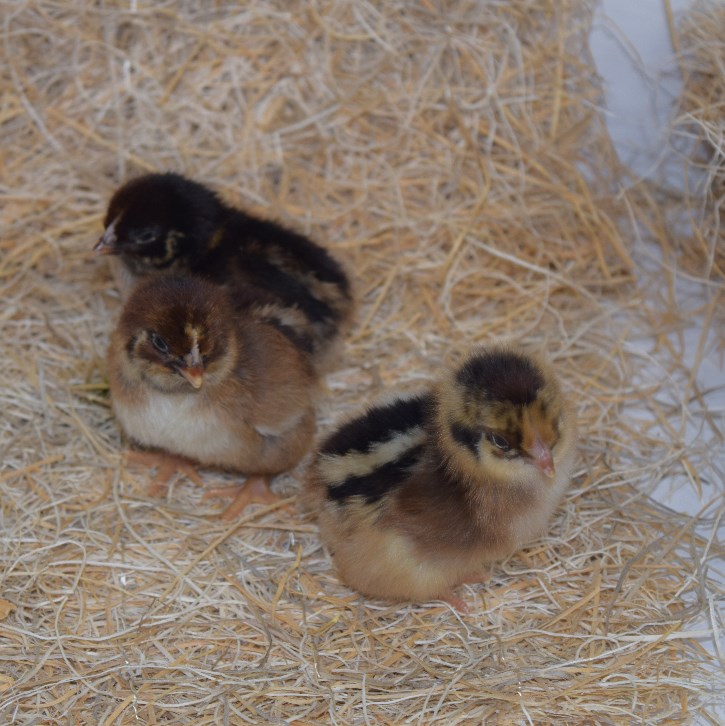 Barnevelder - Straight Run Chicks (Lot of 10 Chicks) | Rural King