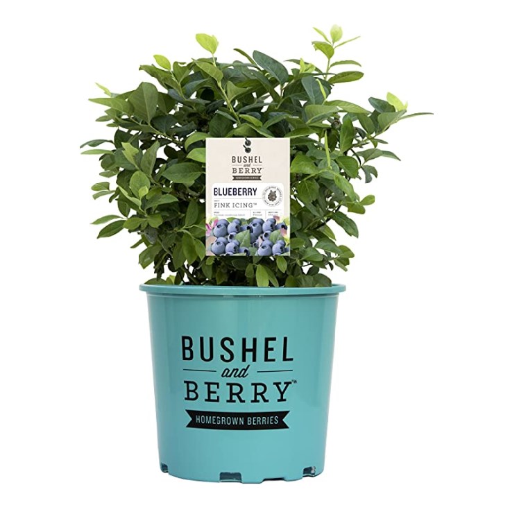 Bushel And Berry Assorted® Blueberry, 8\" | Rural King