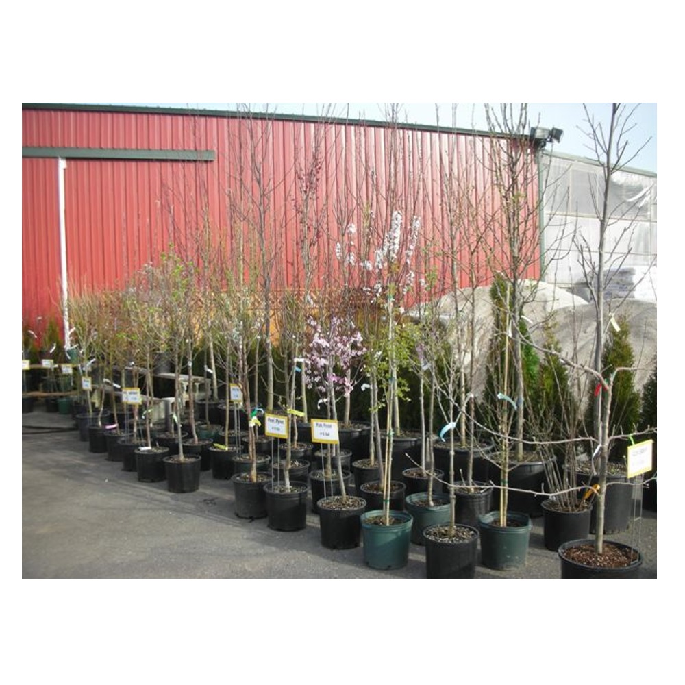 Flavor Rush Assorted Fruit Tree, #5 | Rural King