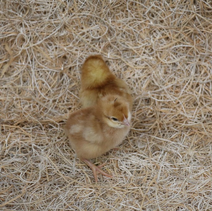 Isa Brown - Female Chicks (Lot of 10 Chicks) | Rural King