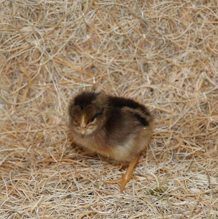 Brown Leghorn - Straight Run Chicks (Lot of 10 Chicks) | Rural King