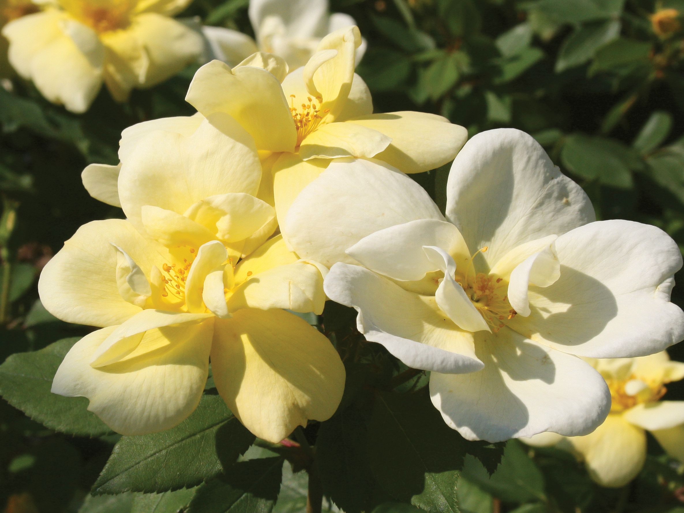 Knock Out® Sunny Rose, 8 lb. Deco Pot | Rural King