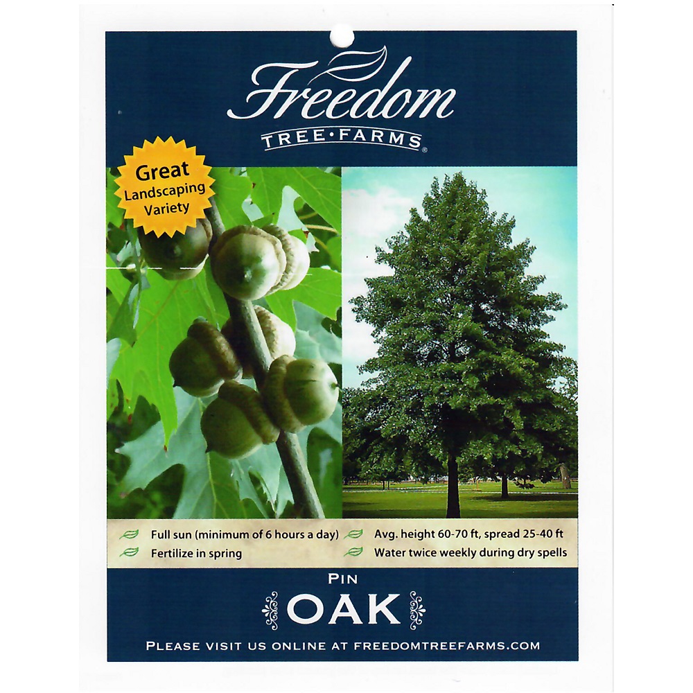 Freedom Tree Farms Pin Oak, 15 Gallon | Rural King