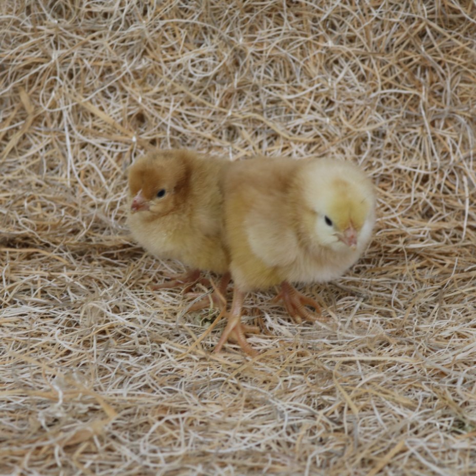 Red Broiler - Male Chicks (Lot of 10 Chicks) | Rural King