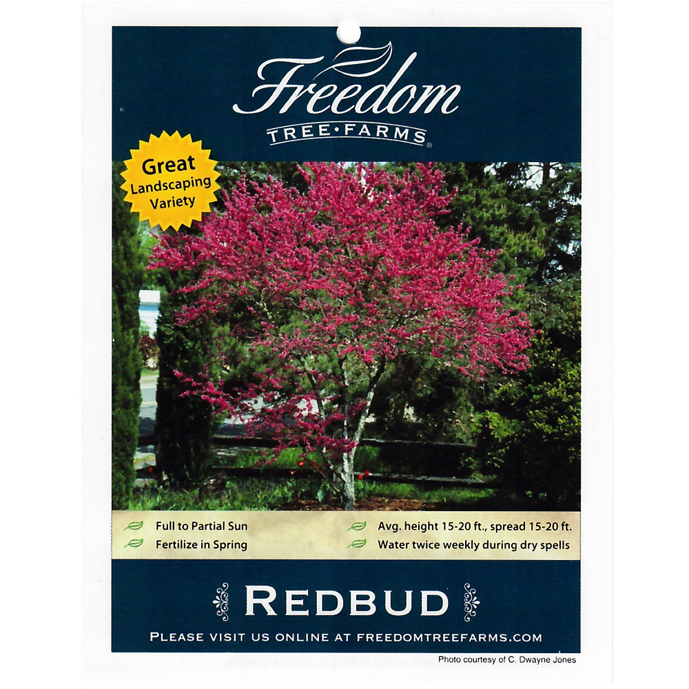 Freedom Tree Farms Ruby Falls Weeping Redbud, 7 Gallon | Rural King