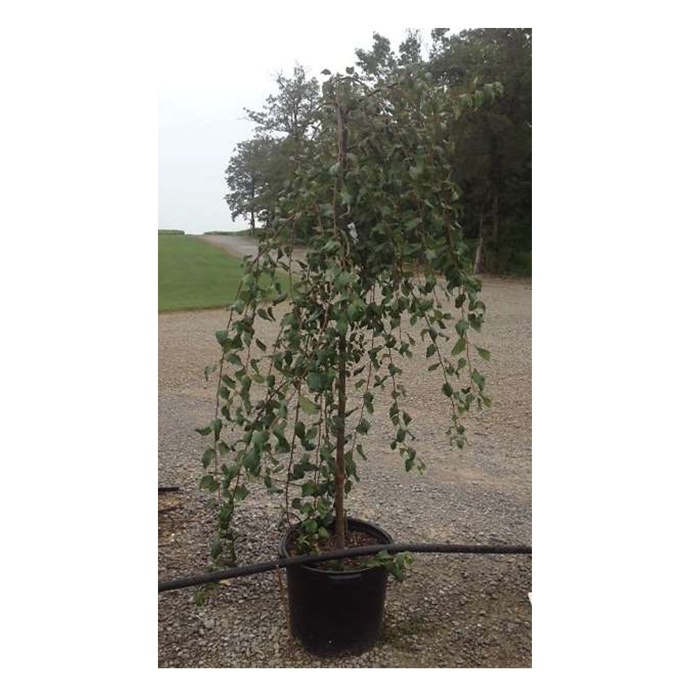 Weeping Red Jade Crabapple, #7 | Rural King